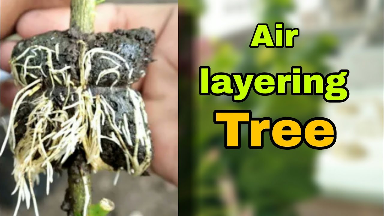 How To Air layering Lemon Tree, Air layering simple with soil New ...