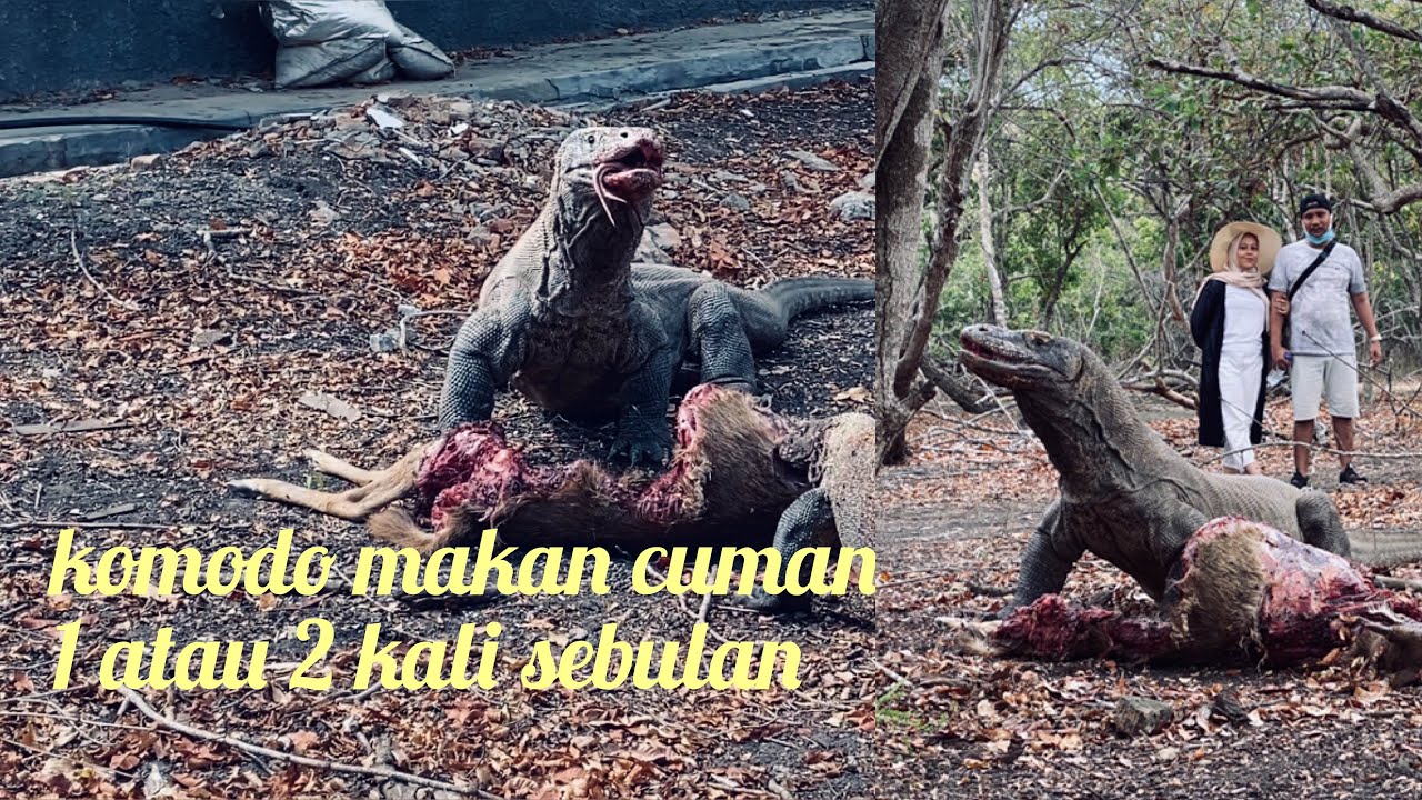 Komodo lagi makan rusa🤭🤭 ||KomodoDragon - YouTube