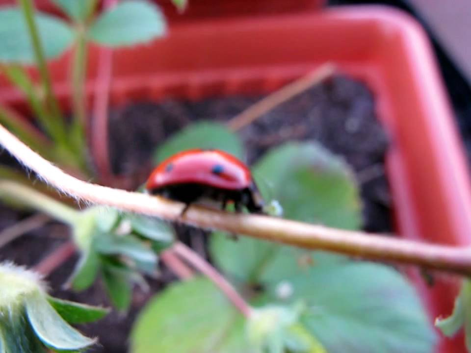 Ladybug eating aphid - YouTube
