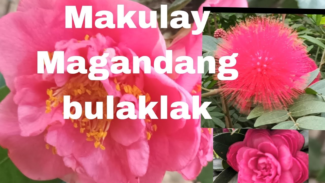 Magandang bulaklak kay sarap pag masdan. #asmr #flowers #youtube - YouTube