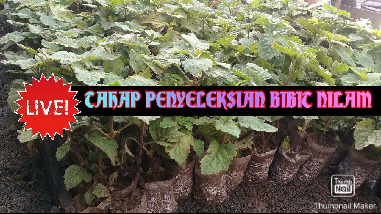 Proses Seleksi Bibit Nilam Layak Pindah - YouTube