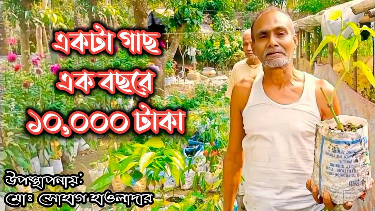 চুই ঝালের চাষ বদলে দিবে আপনার ভাগ্য( Chui Jhal Tree - YouTube