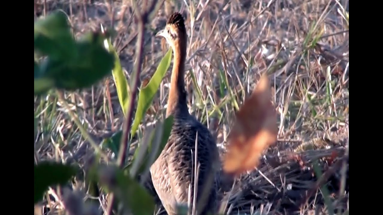 PERDIZ (RHYNCHOTUS RUFESCENS), RED-WINGED TINAMOU, PERDIGÃO vagando ...