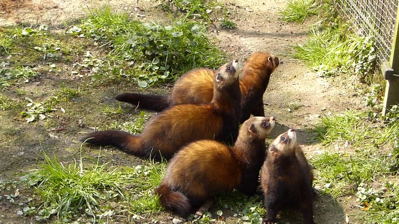Hungry European polecats at Biotopwildpark Anholter Schweiz - YouTube