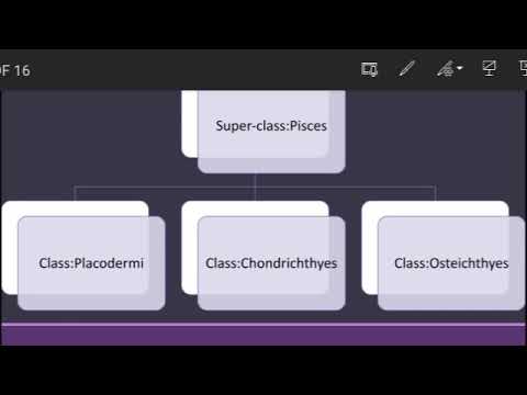 Classification of Pisces upto order level_Part-1_ B.Sc f.y ...