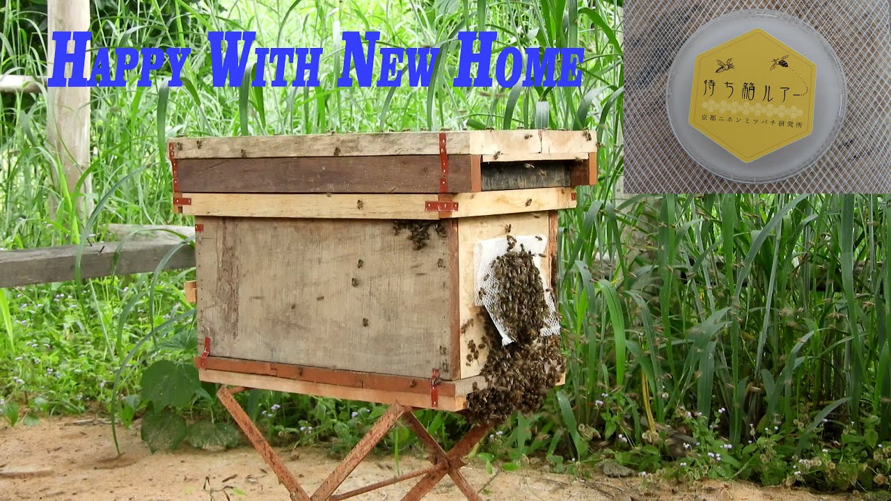 Honeybees - Happy with new home - YouTube