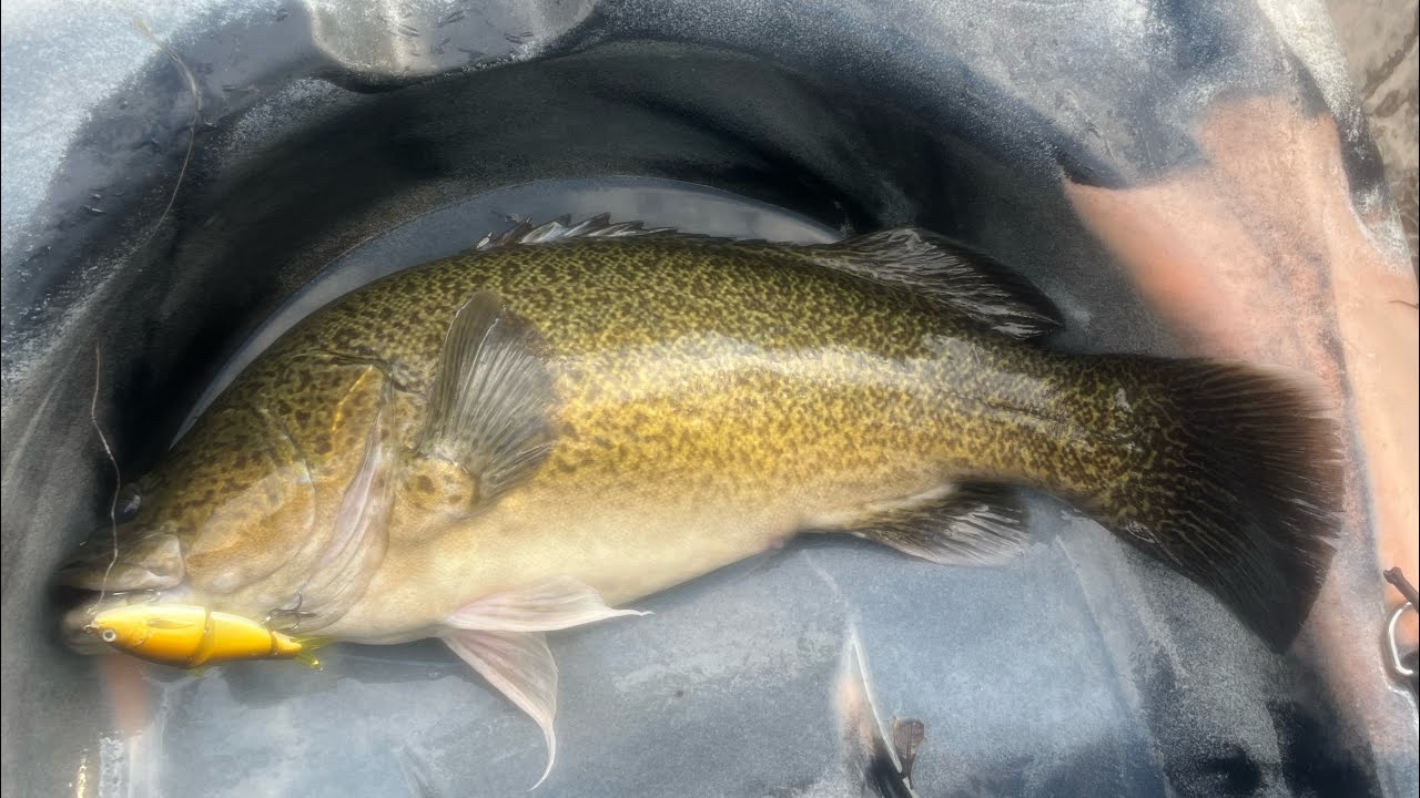 Good Bass (First Mary River Cod!) - YouTube