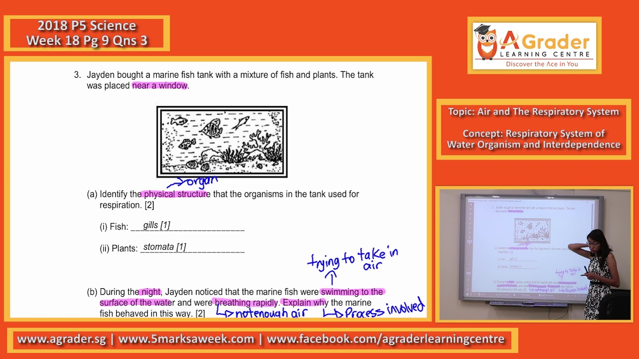 2018 - P5 Science - Week 18 - Air and The Respiratory System - YouTube