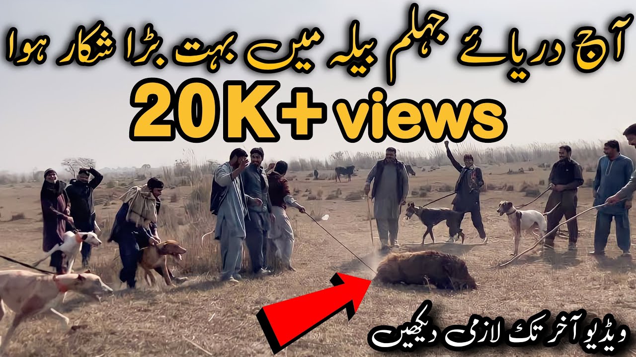 soor ka shikar // pig hunting with dogs - YouTube