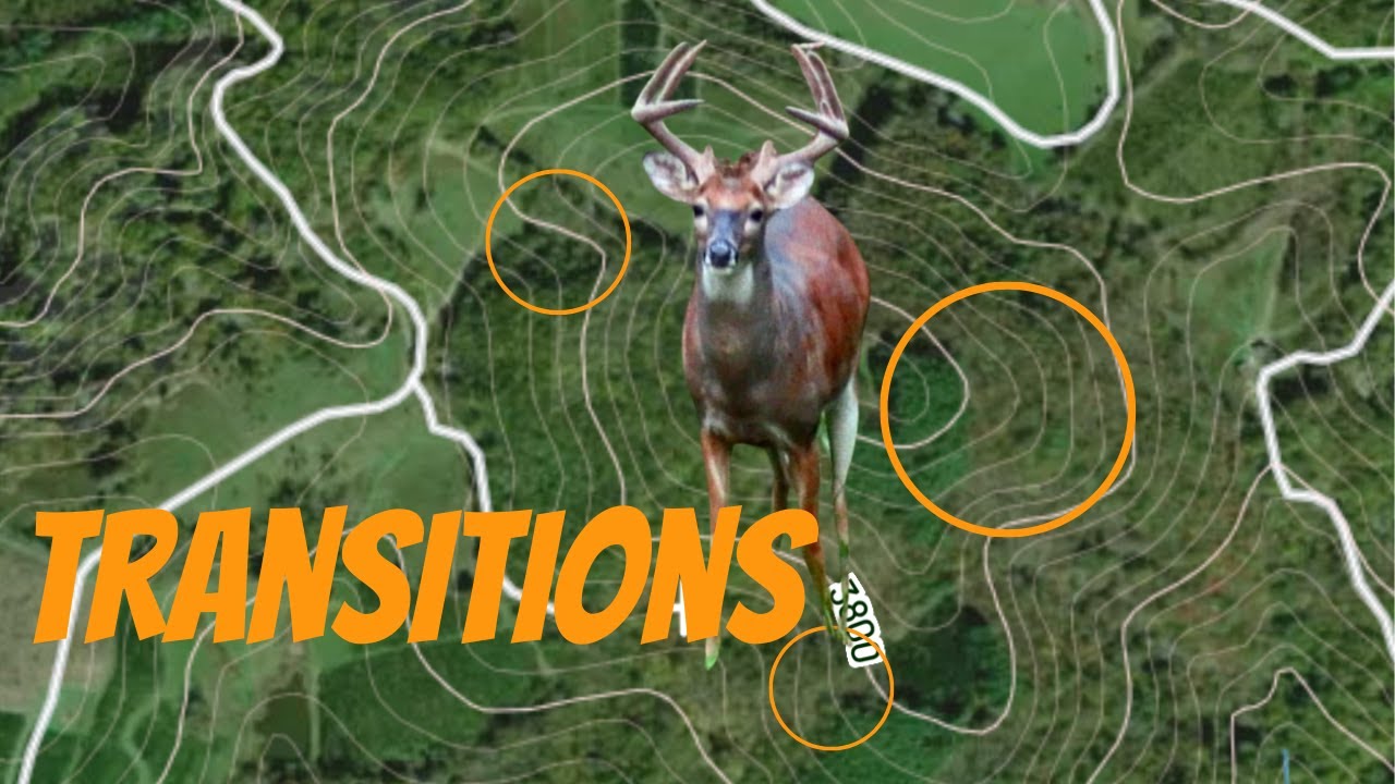 SCOUTING WHITETAILS|Transitions|Alan Altizer|Woodsmanship - YouTube