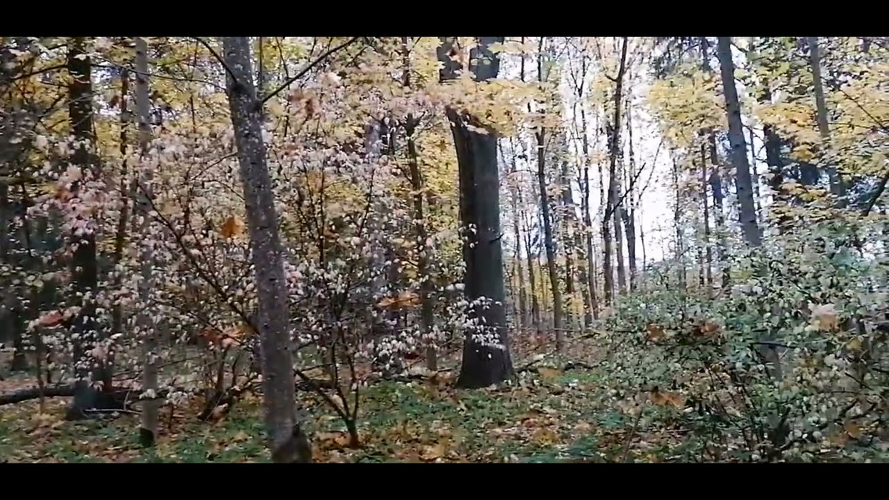 Barefoot Walking In Forest During Late Autumn After School - YouTube