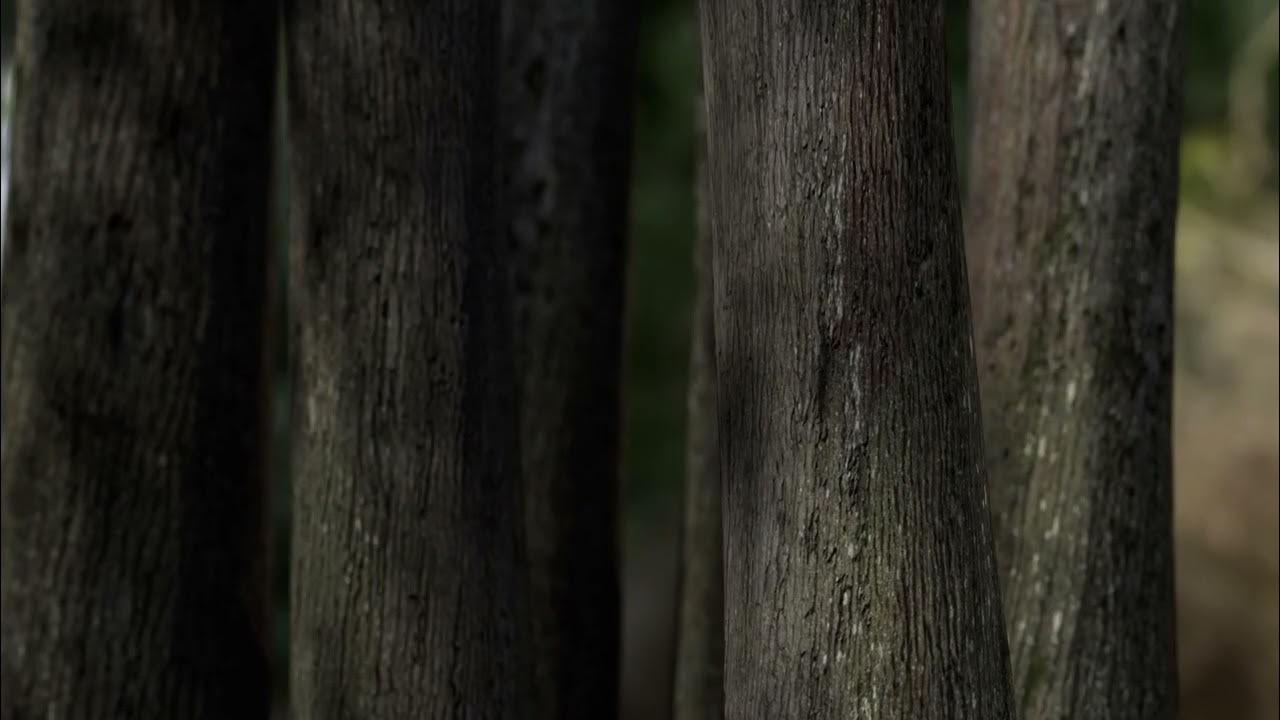 Photogrammetry Procedural Tree Bark - YouTube