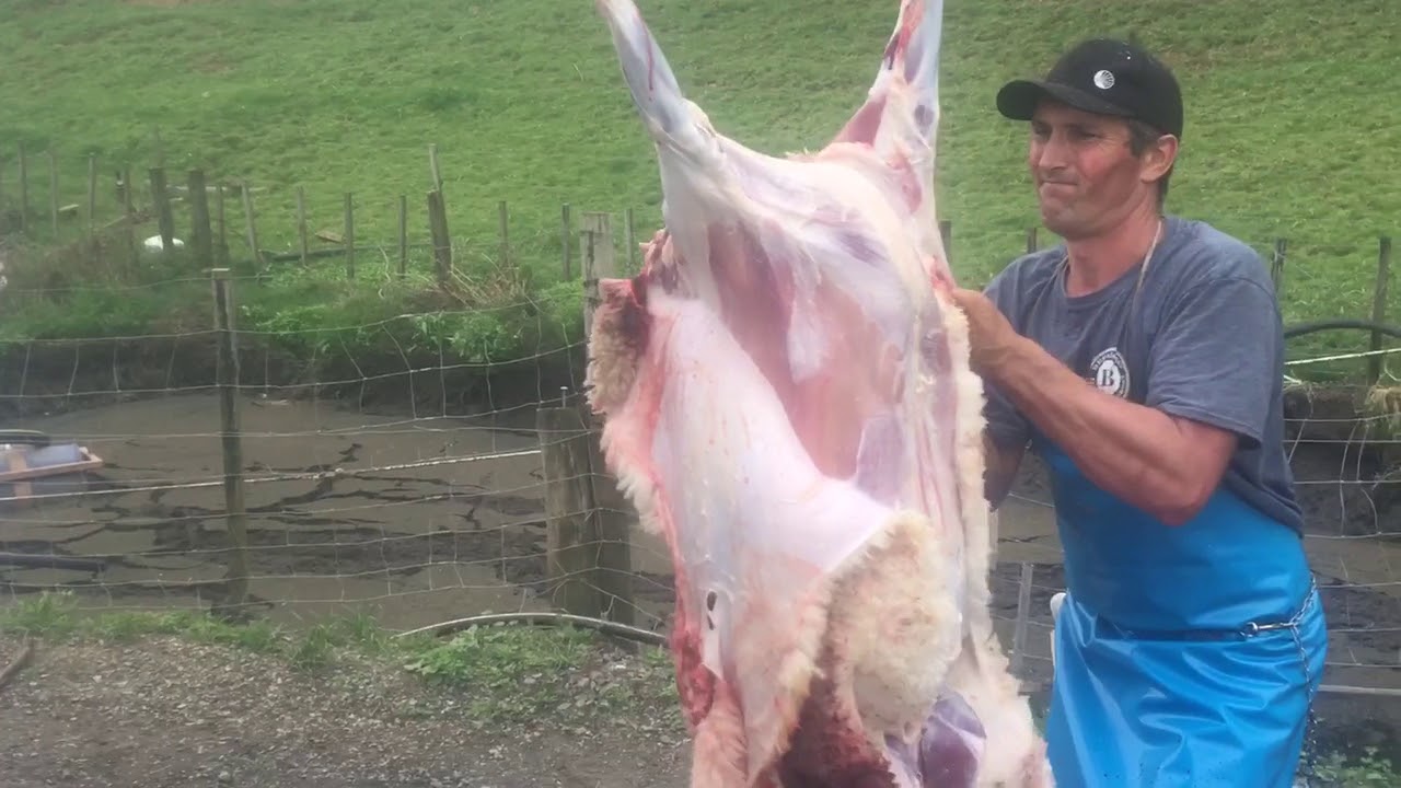 Home Kill sheep - YouTube