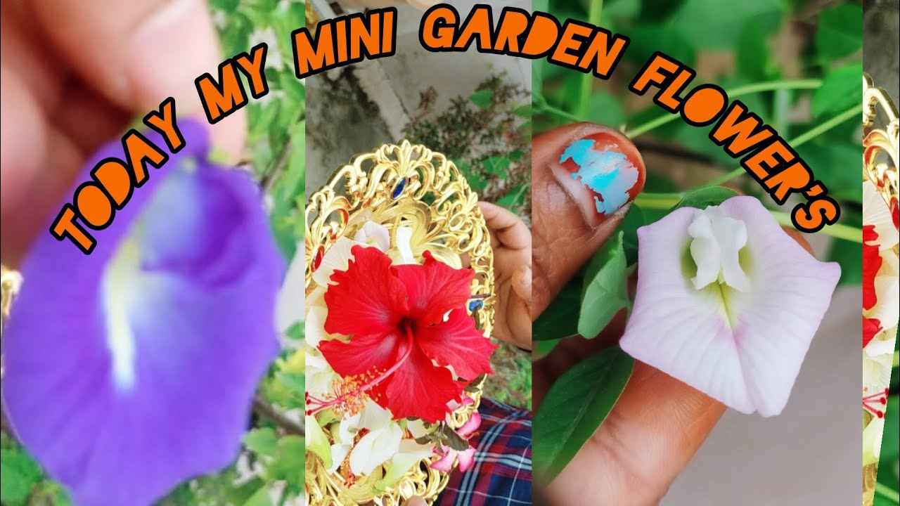 today harvest@my mini terrace garden flower's ..3 types of shanku pulu ...