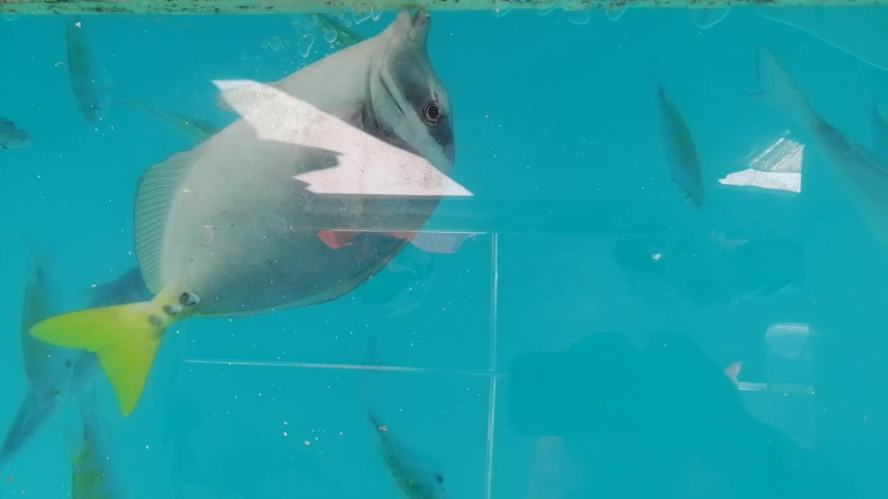 la casa de nemo - YouTube