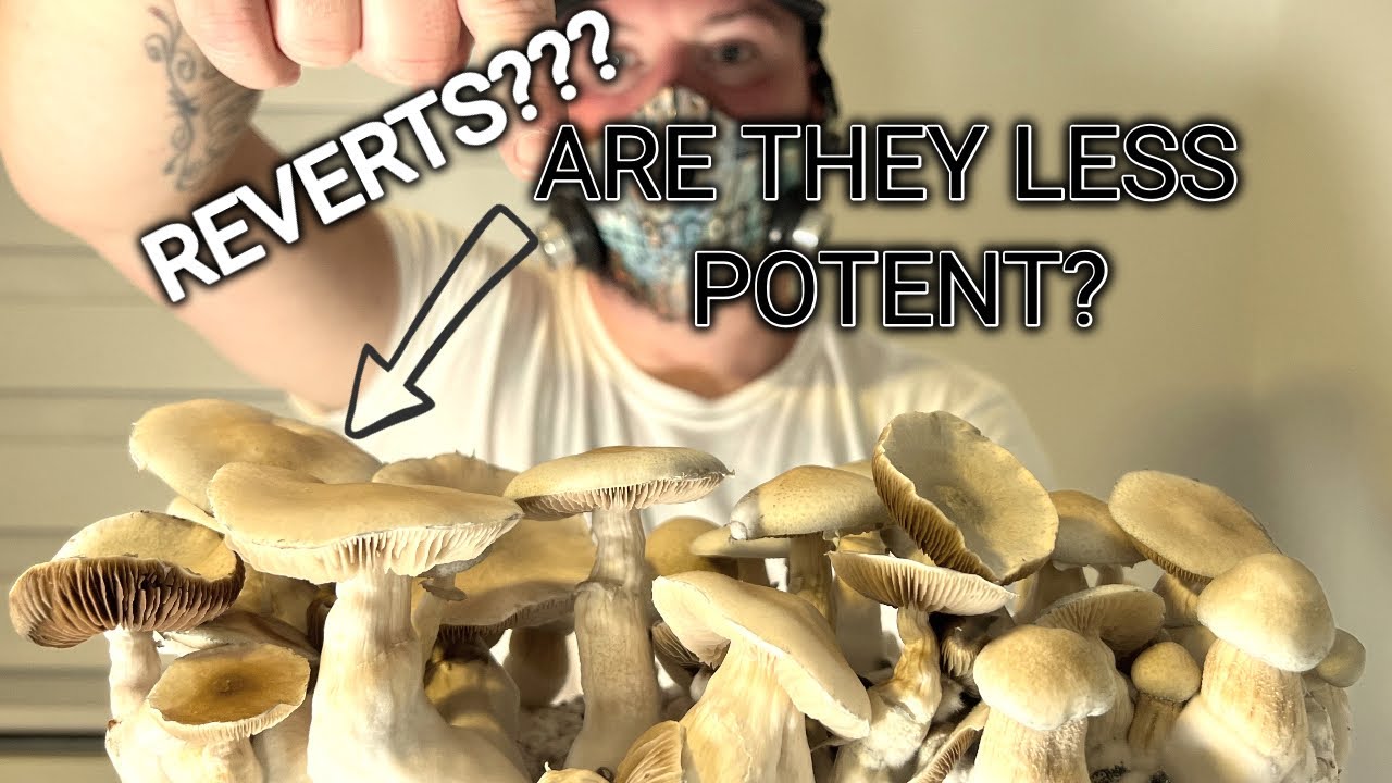 What is a mushroom " REVERT "? | What you should know! - YouTube
