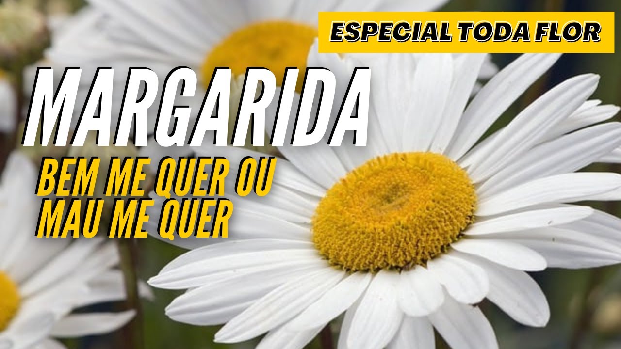 TODA FLOR MARGARIDA "BEM ME QUER OU MAL ME QUER" - SAIBA TUDO! - YouTube