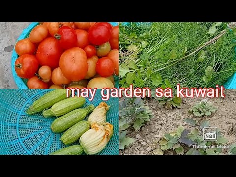 SMALL GARDEN TOUR//HARVEST TIME - YouTube