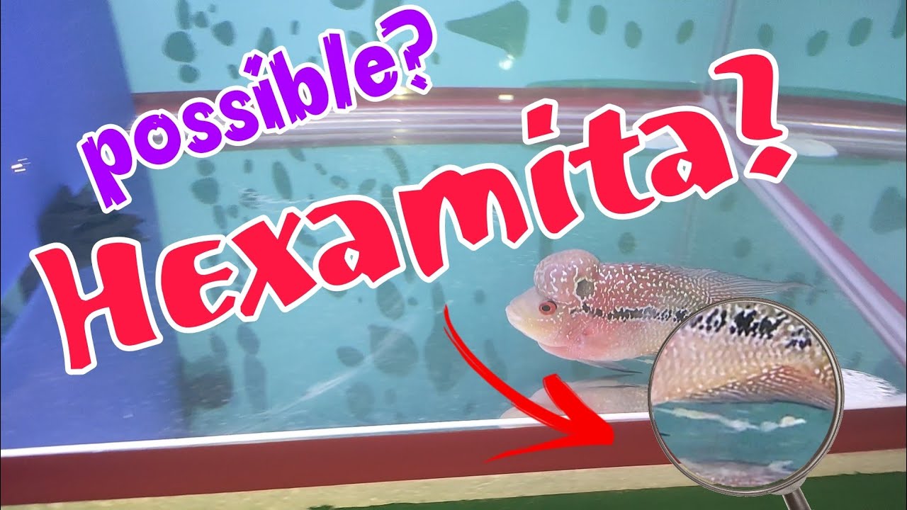 White Poop sa Aking Flowerhorn Fish? Hexamita kaya? - YouTube