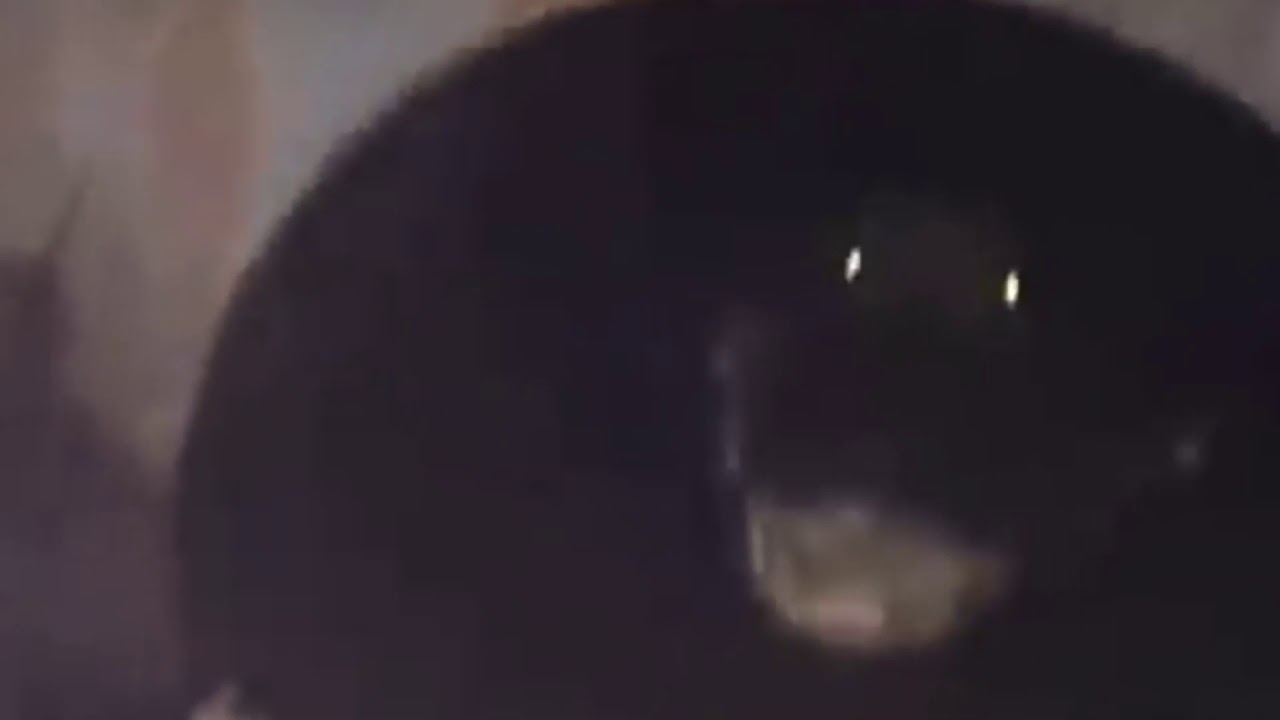 Sai Daqui Eu To Cagando [meme] Shorts Youtube