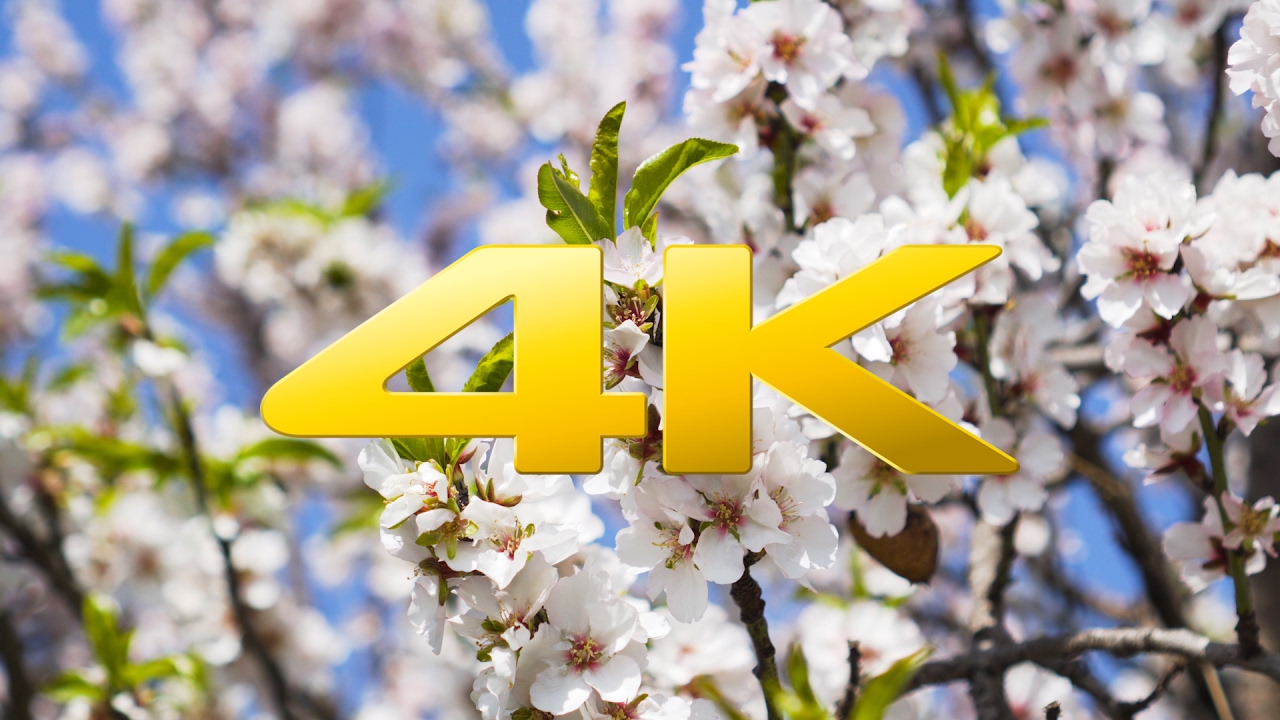 Beautiful Spring Flowers 4K Ultra HD - YouTube