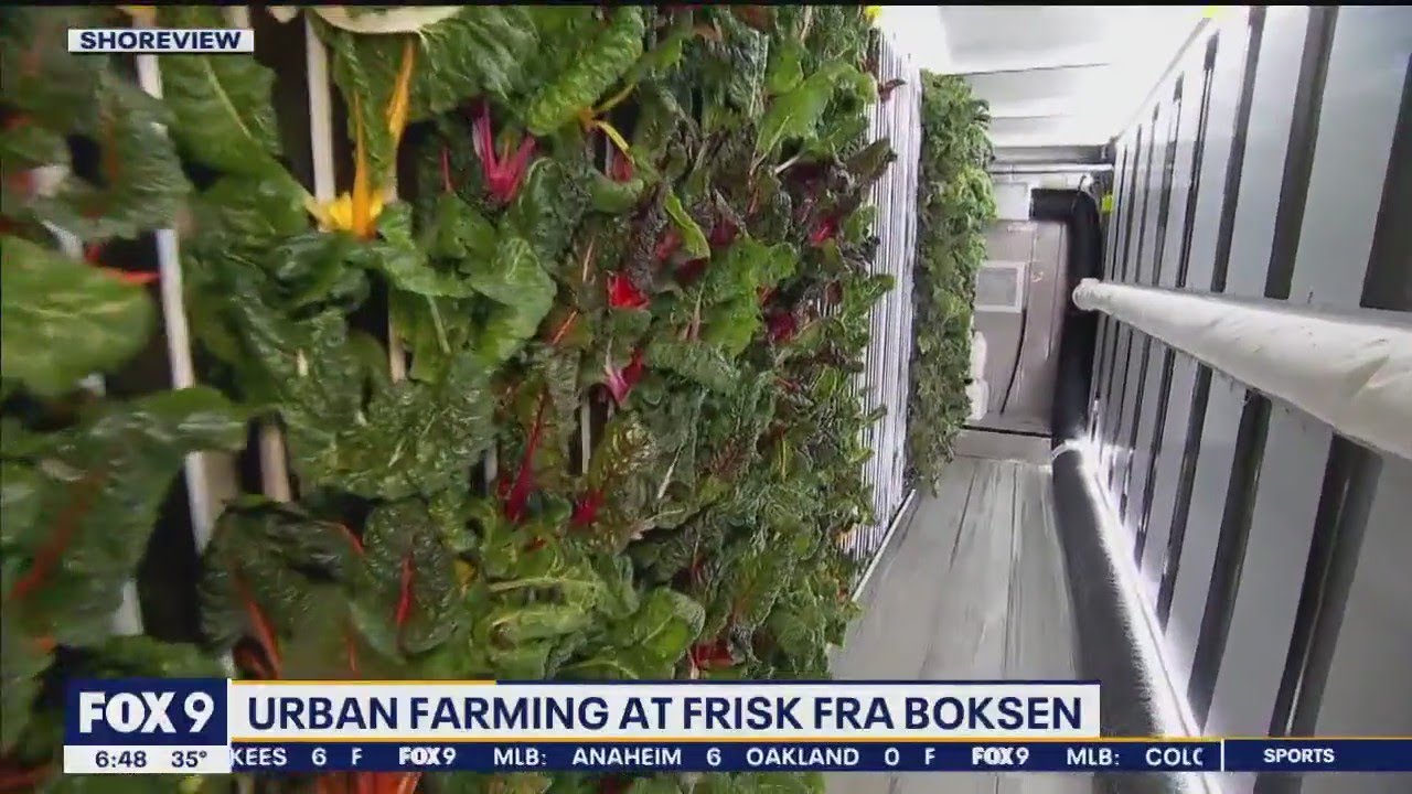 Urban farm grows fresh greens for restaurants, residents - YouTube