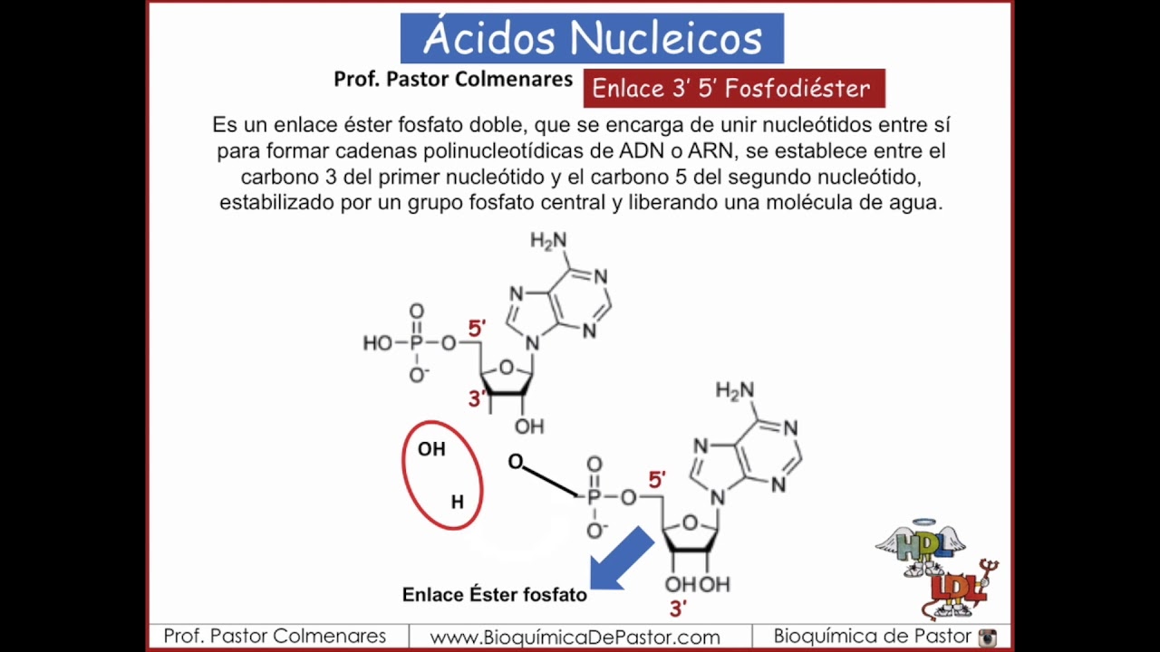 Enlace 3" 5" Fosfodiéster | Ácidos Nucleicos Parte III - YouTube