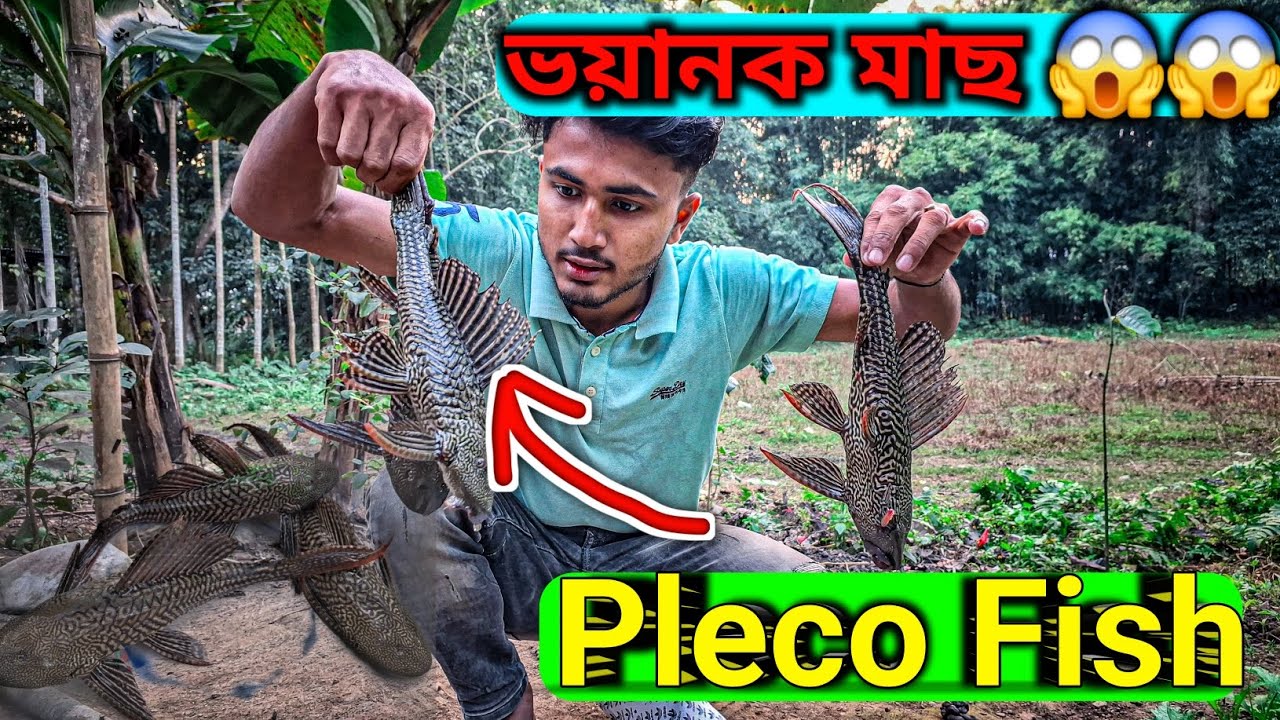 Suckermouth catfish চাওঁ আহক | Pleco fish | Assamese vlogs ...