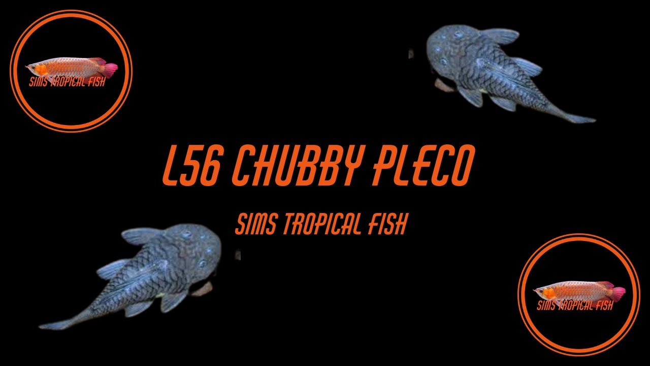 Sims Tropical Fish - L56 Chubby Pleco - YouTube