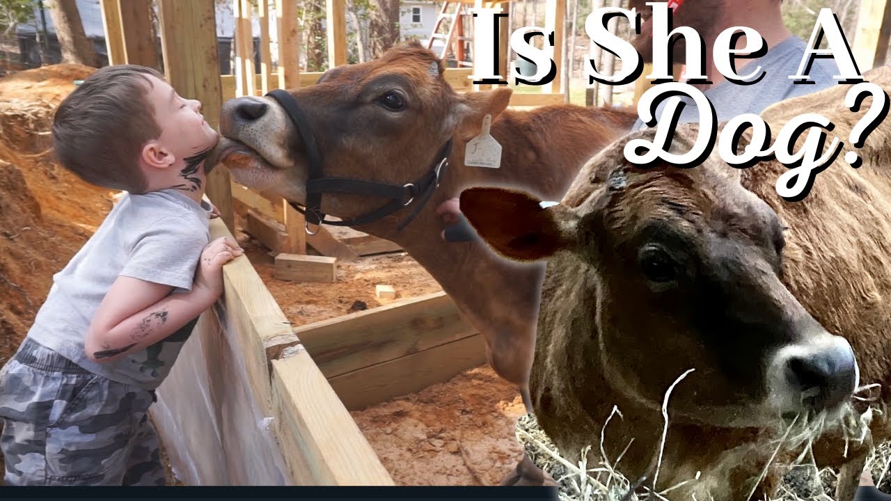 MEET Our NEW Family COW | Progression On Stall Barn - YouTube