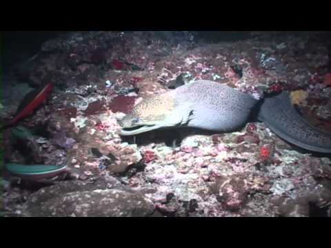 Crazy Morray Eel swallows a fish whole!