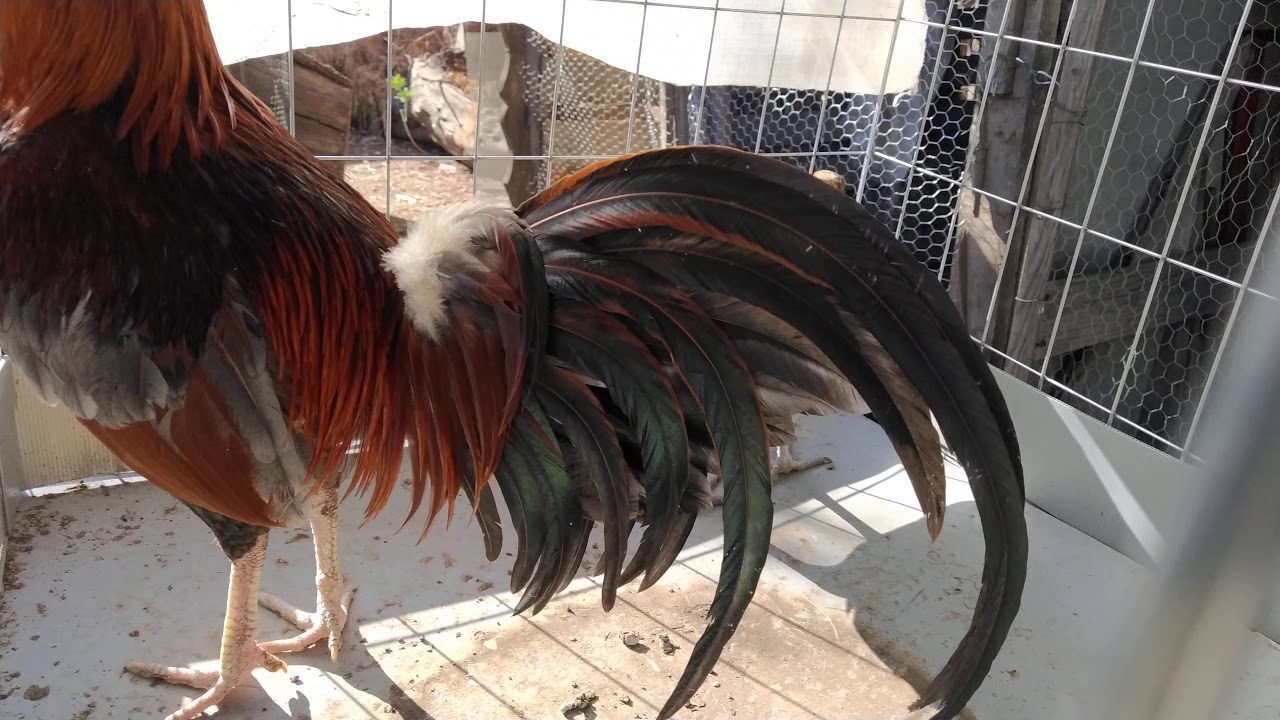 Mi gallo y gallina cenizos finos. Gallos finos 2020 - YouTube