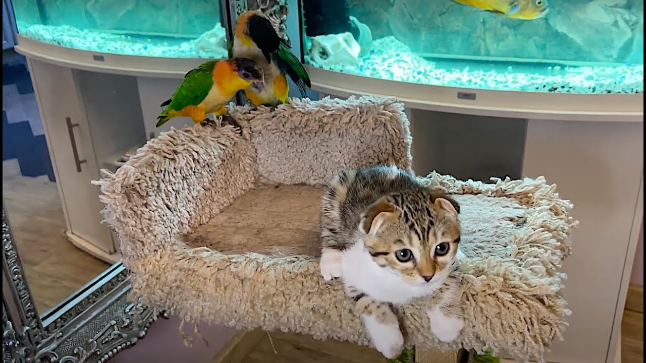 cat hunts parrots. cute parrots and a cat. kitten and parrots - YouTube