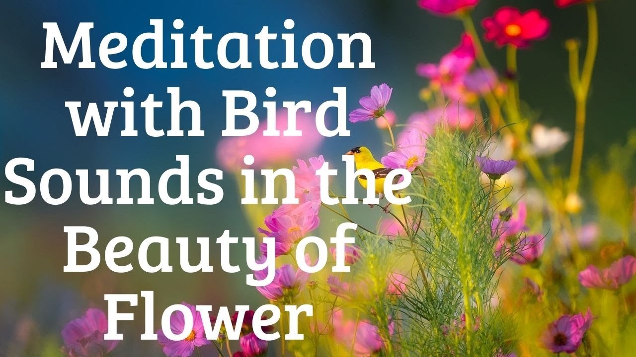 Meditation With Bird Sounds in The Beauty of Flower - YouTube