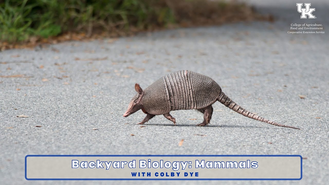 Backyard Biology: Mammals - YouTube