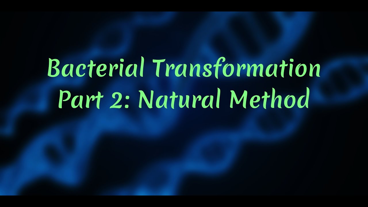 Bacterial Transformation - Part 2: Natural Method of Transformation ...