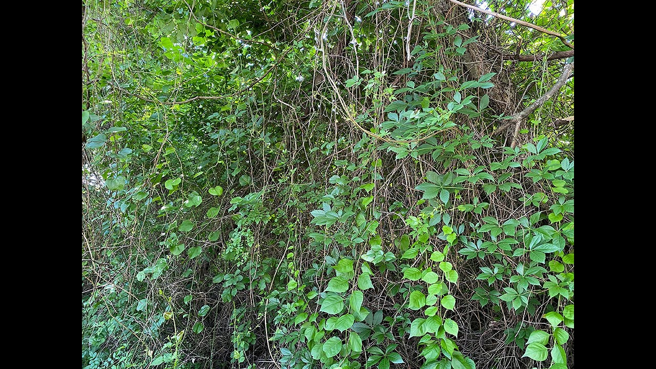 Emerson Forest Restoration - YouTube