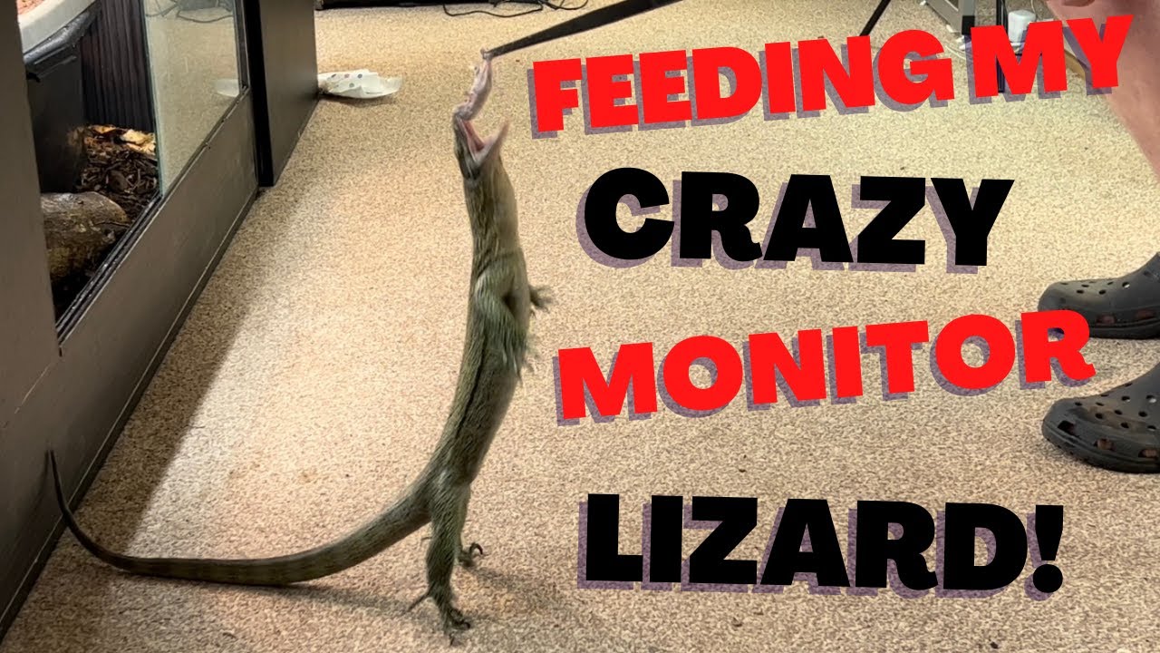 instagrams most famous mangrove monitor!! feeding mango!! feeding ...