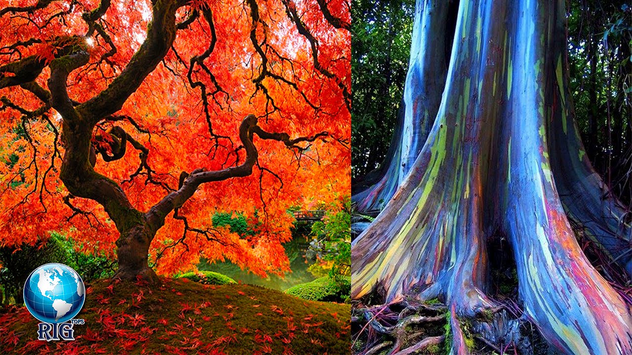 7 árboles increíbles que son una obra de arte NATURAL - YouTube