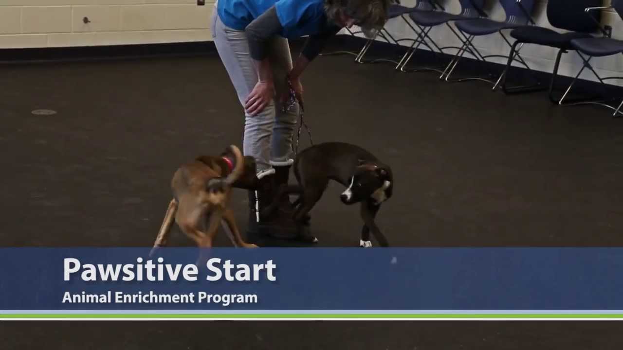 Animals Teaching Animals - YouTube