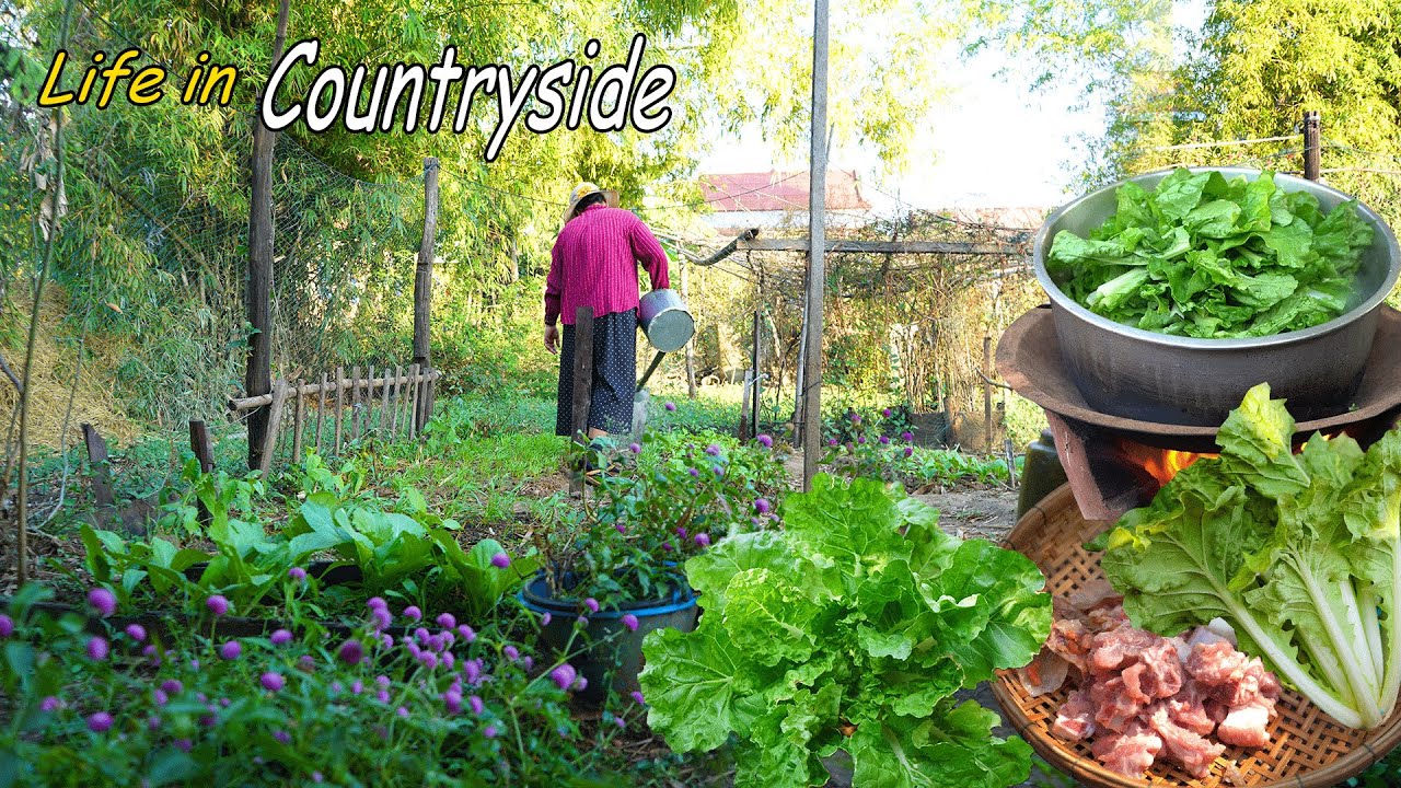 Simple province life | harvesting and cooking village food | farm life ...