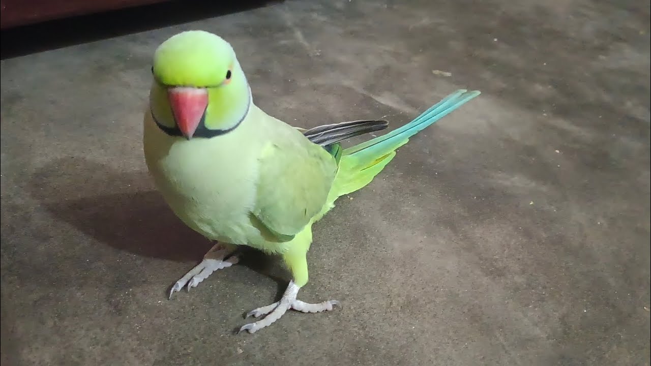 Beautiful Compilation Of Ringneck Parrot - YouTube