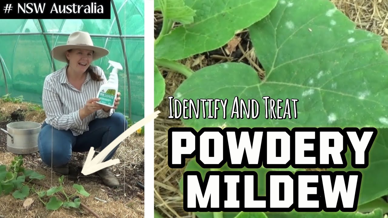 How to identify and treat powdery mildew in the vegetable garden ...