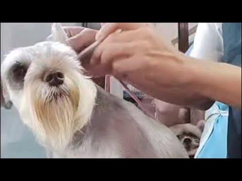 Dog 🐶 Pet Puppy Grooming Teddy Bear Style, How To Cut Dog’s Hair, Basic Grooming Tutorial - YouTube