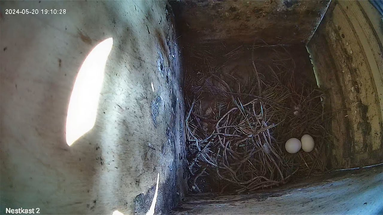 The Stock Doves laid their second egg last night, 20-05-2024! - YouTube