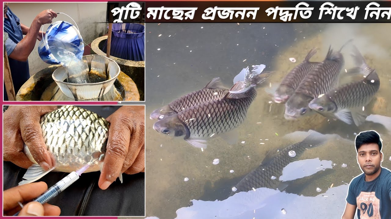 চায়না পুটি মাছের কৃত্রিম প্রজননের ধাপগুলো কি কি / how to breeding ...