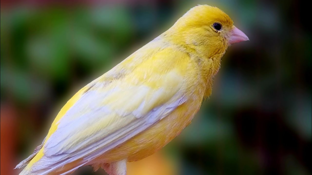 Beautiful Canary Bird Singing Training Singh Song For Canaries - YouTube