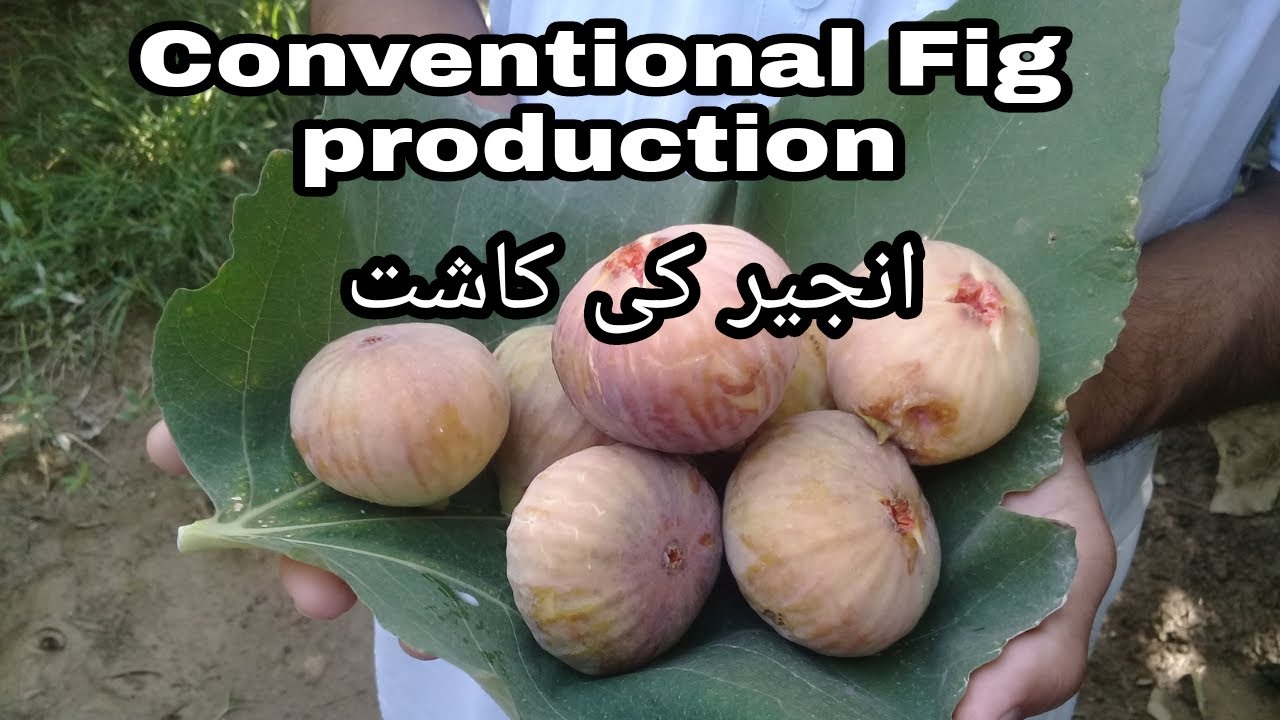Introduction to Conventional Fig farming in Pakistan || پاکستان میں ...