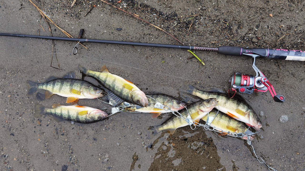 Spring yellow perch fishing - YouTube