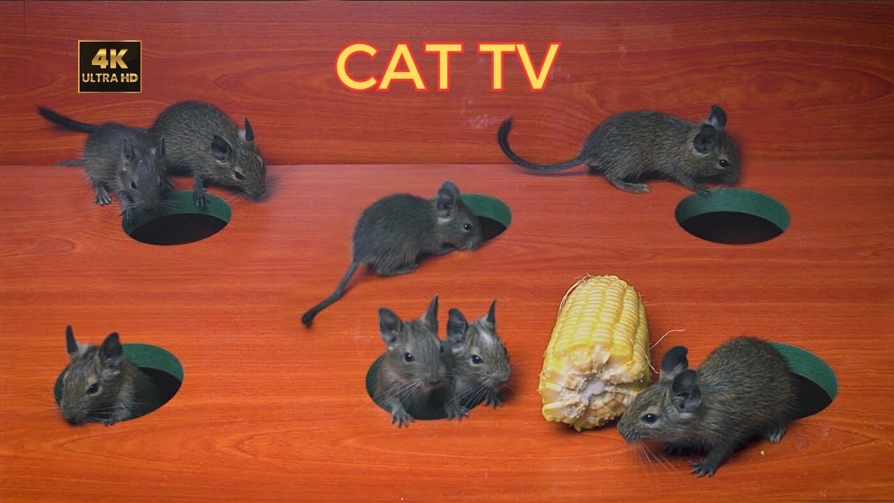 Cat TV : Cute Mice Hide and Seek | Mice in and out and Play On Screen ...